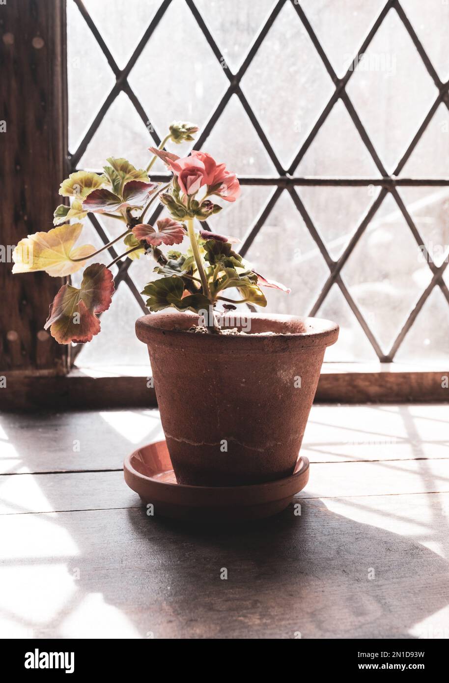 A potted pink Geranium plant on a wooden windowsil backlit by a leaded ...