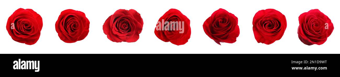 Set of beautiful red roses on white background. Banner design Stock ...