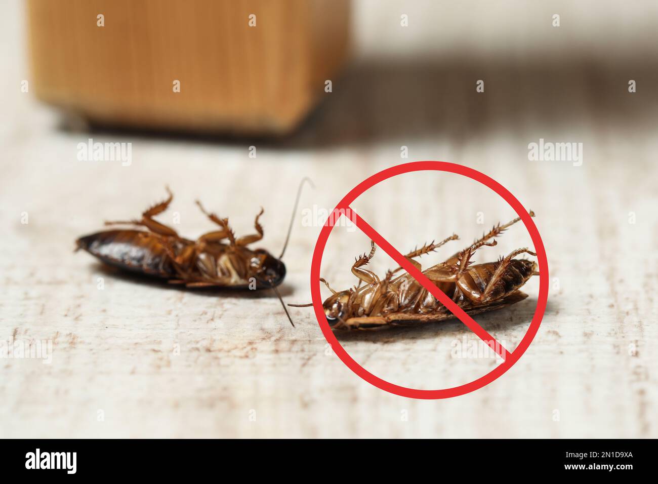 Dead cockroaches with red prohibition sign on floor. Pest control Stock ...