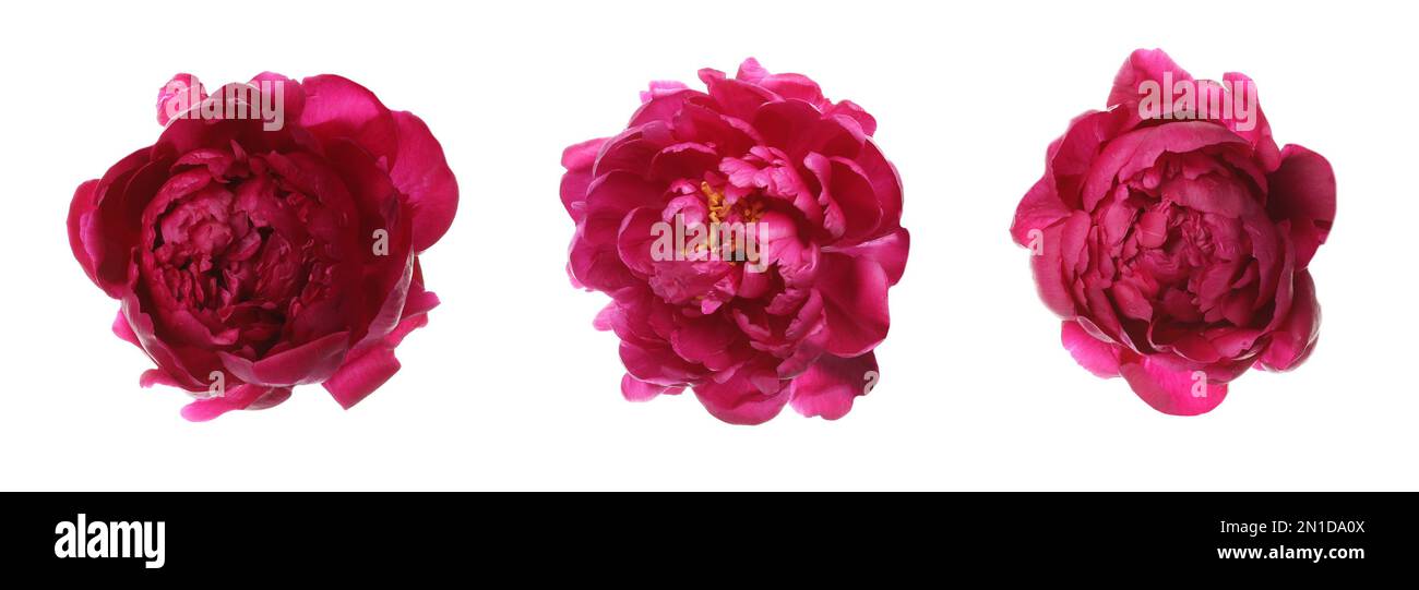 Three beautiful peony flowers on white background. Banner design Stock ...