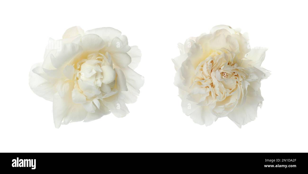 Beautiful peony flowers on white background. Banner design Stock Photo ...