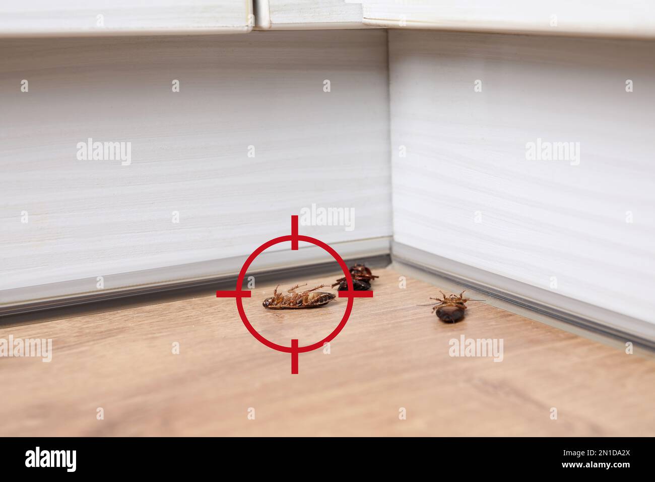 Cockroaches with red target symbol indoors. Pest control Stock Photo ...