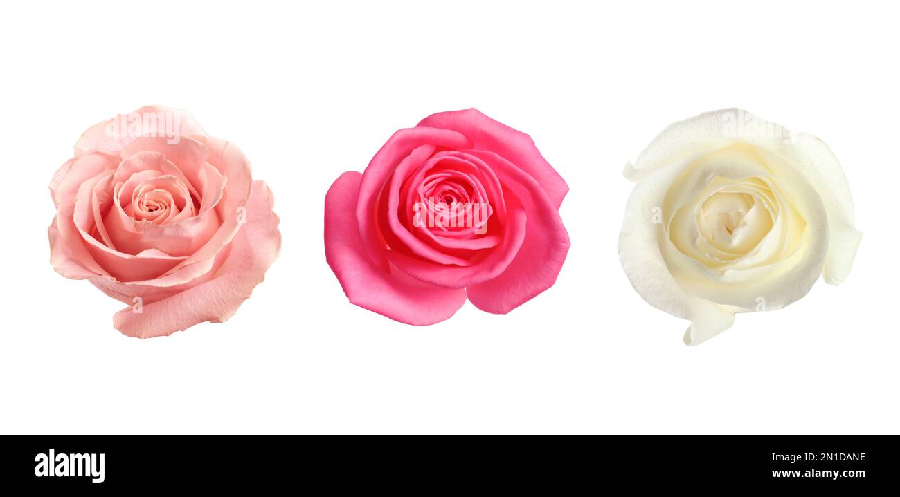 Set of different roses on white background. Banner design Stock Photo ...
