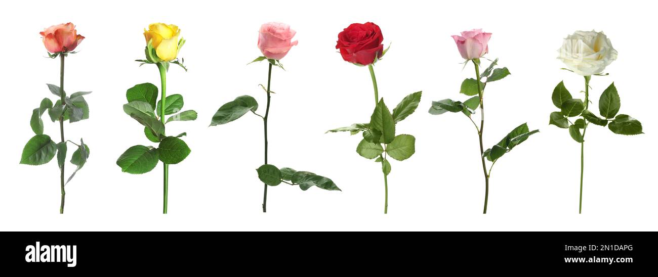 Set of different roses on white background. Banner design Stock Photo ...