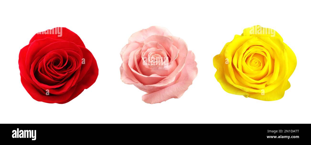 Set of different roses on white background. Banner design Stock Photo ...