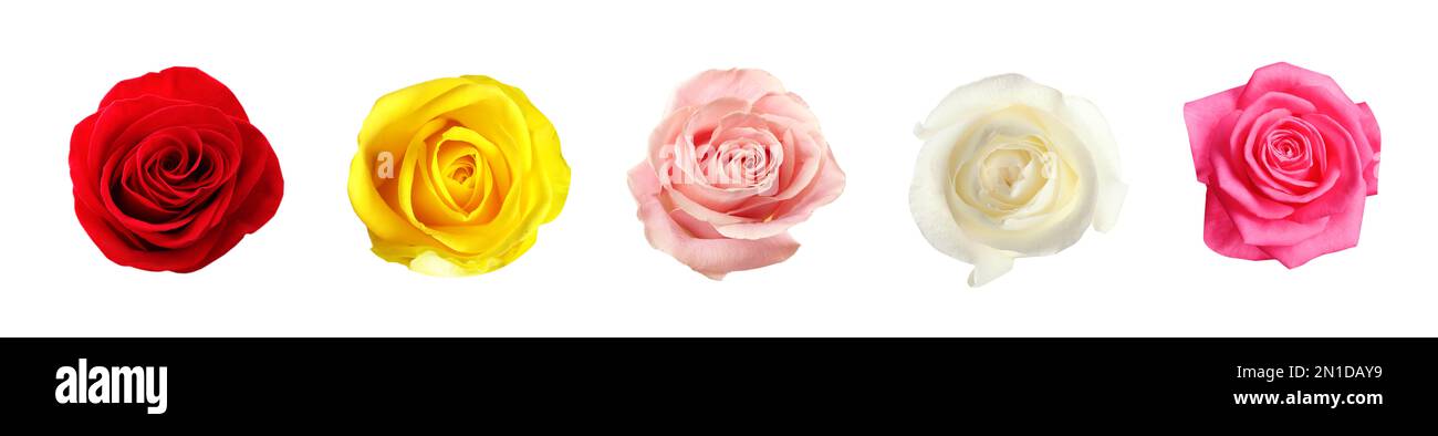 Set of different roses on white background. Banner design Stock Photo ...