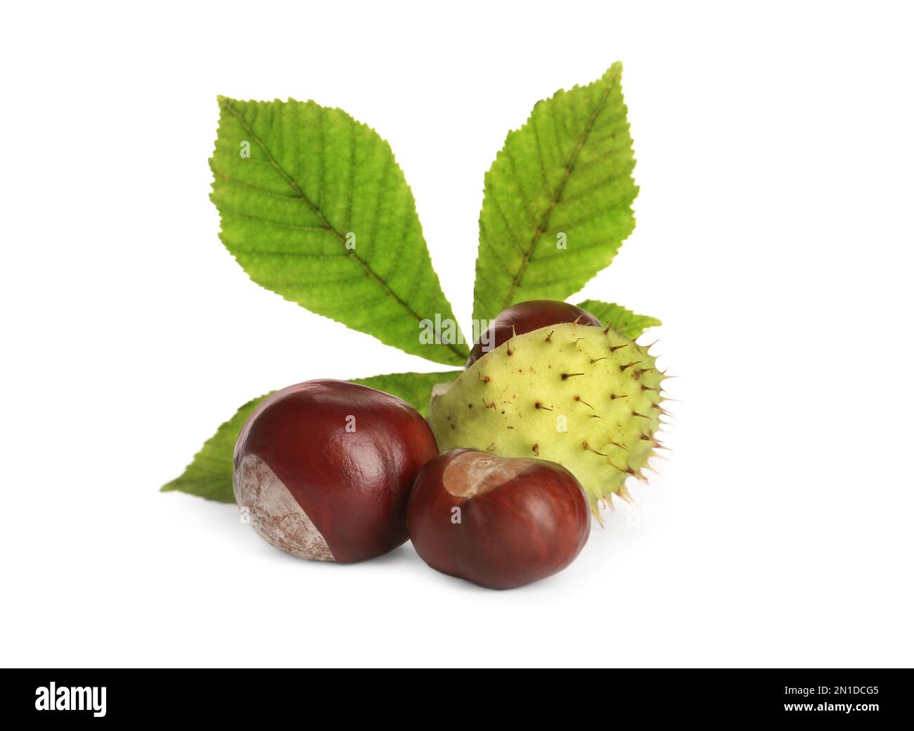 Horse chestnuts and tree leaf on white background Stock Photo - Alamy