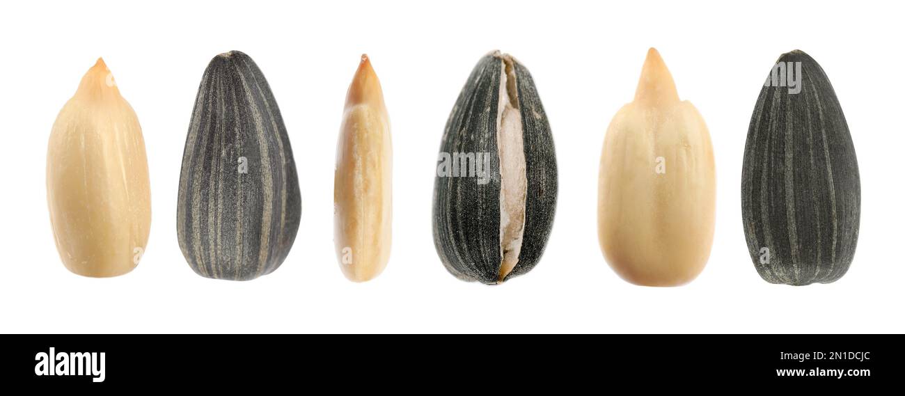 Set of sunflower seeds on white background. Banner design Stock Photo ...
