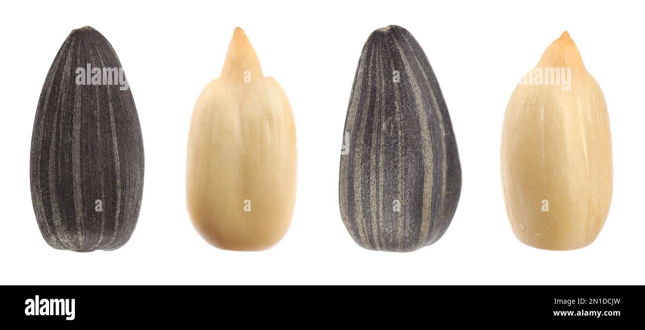 Set of sunflower seeds on white background. Banner design Stock Photo ...