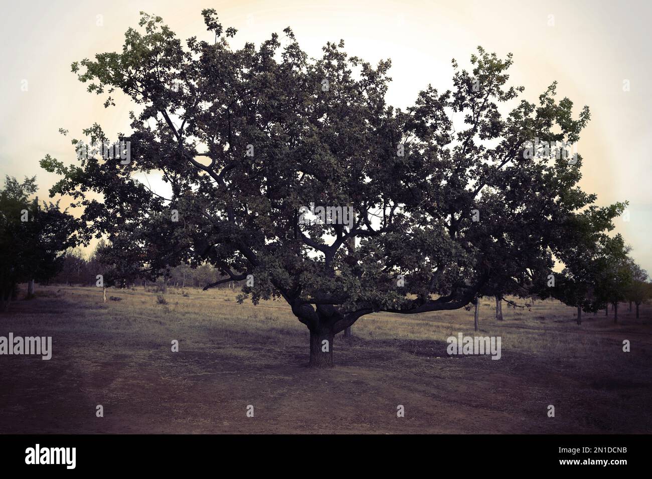 My beautiful dark twisted fantasy hi-res stock photography and images ...