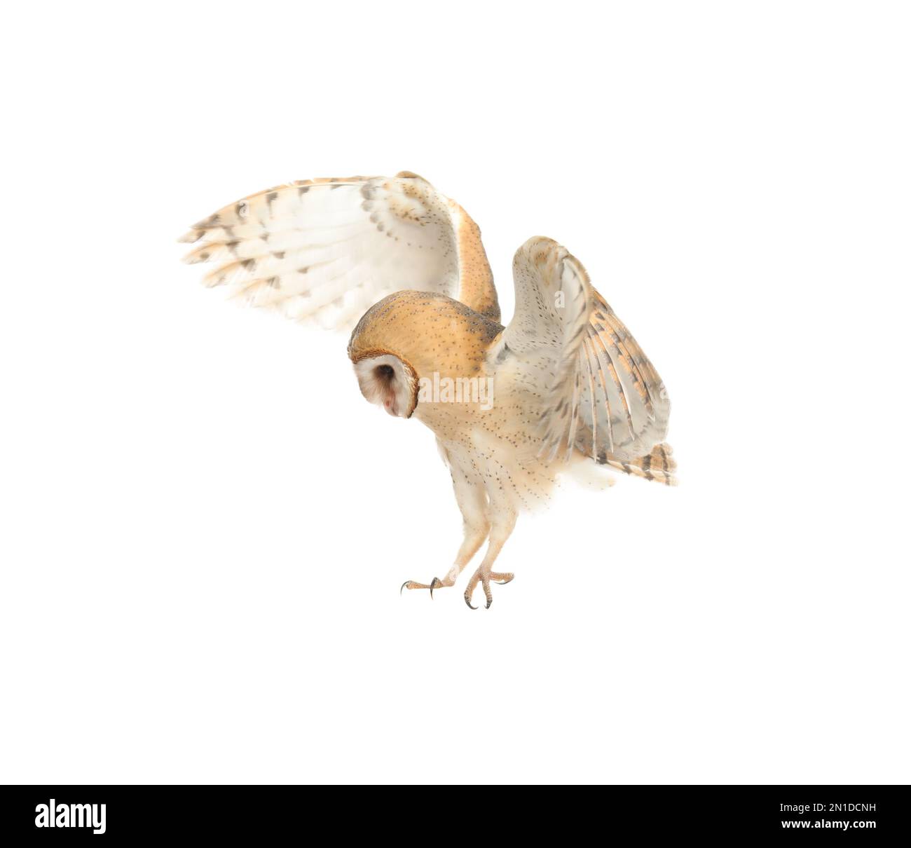 Beautiful common barn owl flying on white background Stock Photo - Alamy