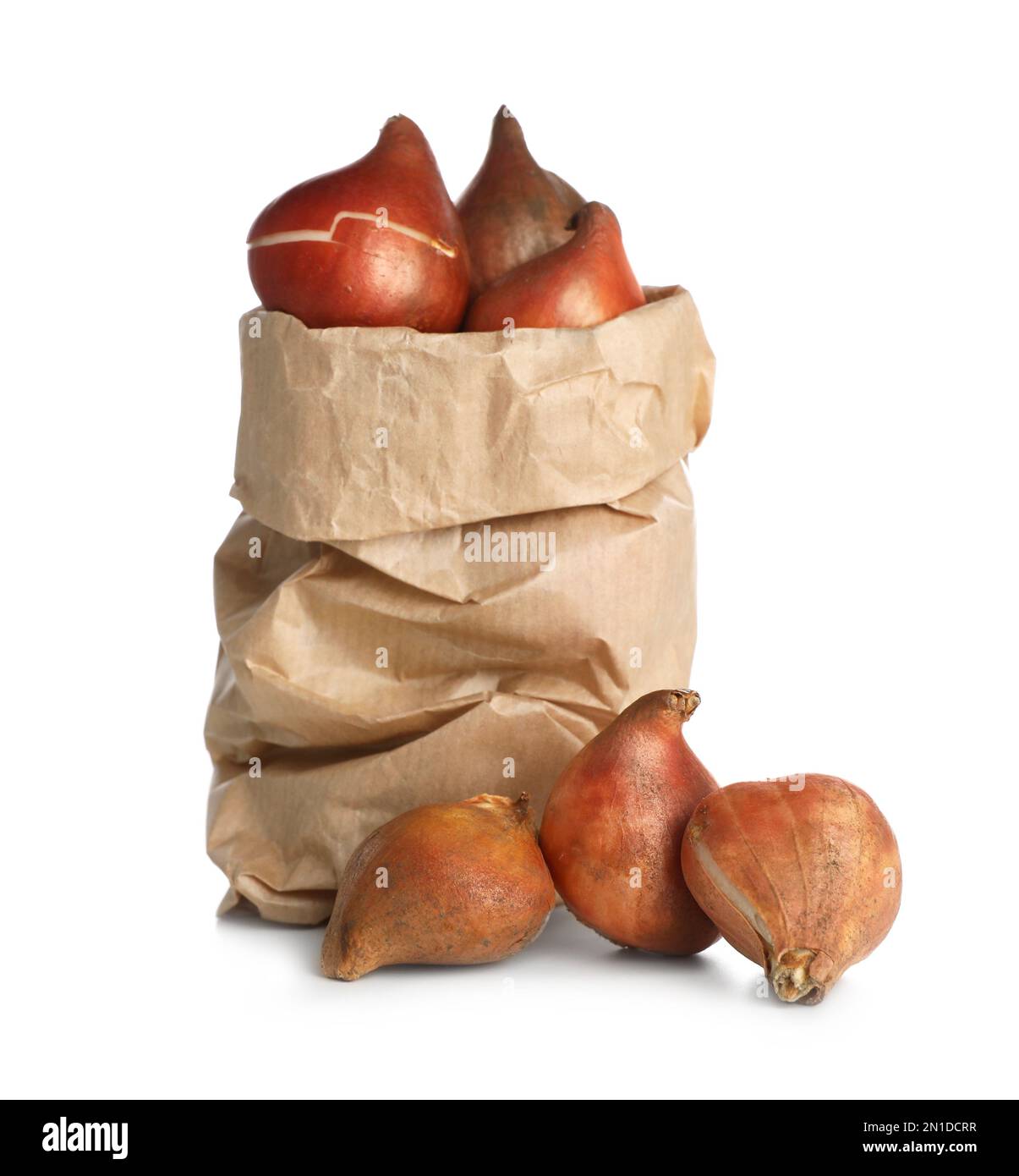 Paper white bulbs hi-res stock photography and images - Alamy