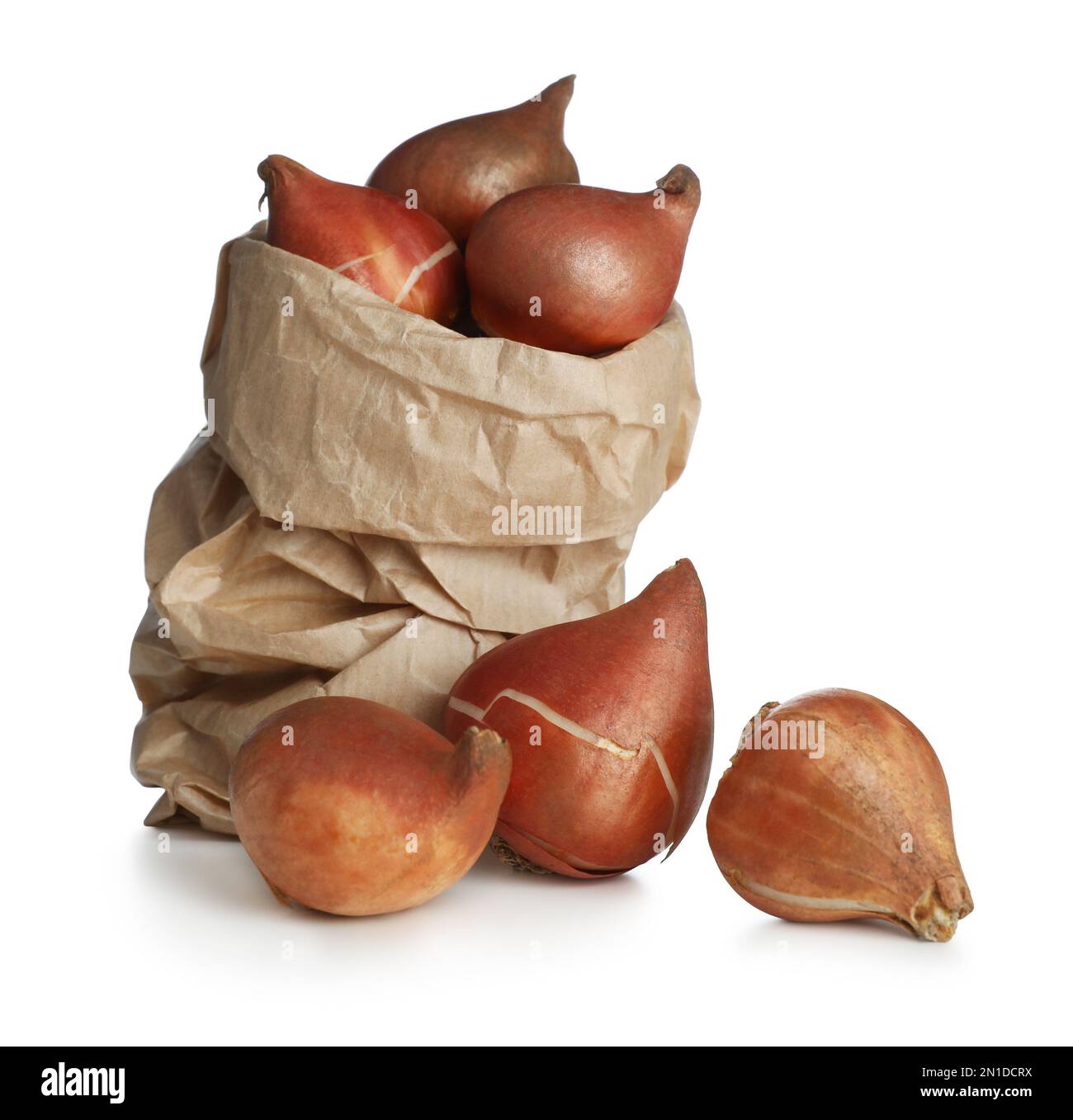 Tulip bulbs in paper bag on white background Stock Photo - Alamy