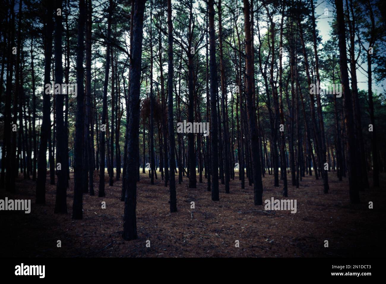 Enchanted setting hi-res stock photography and images - Alamy