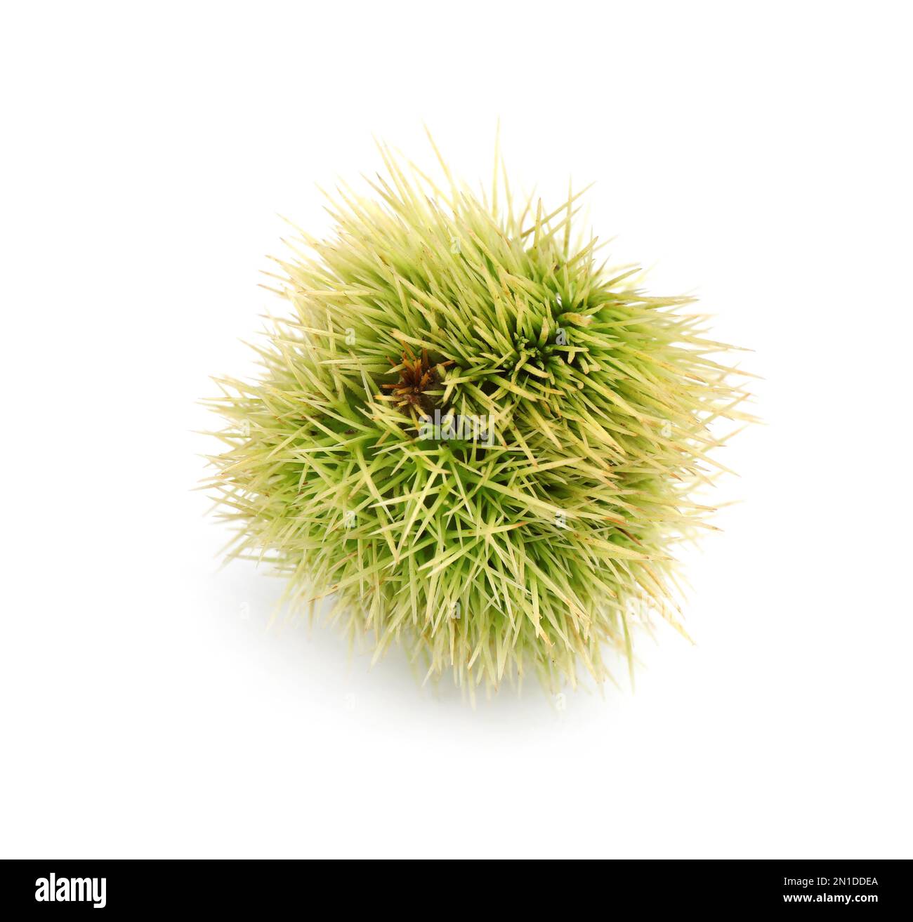 Fresh sweet edible chestnut in green husk isolated on white Stock Photo ...