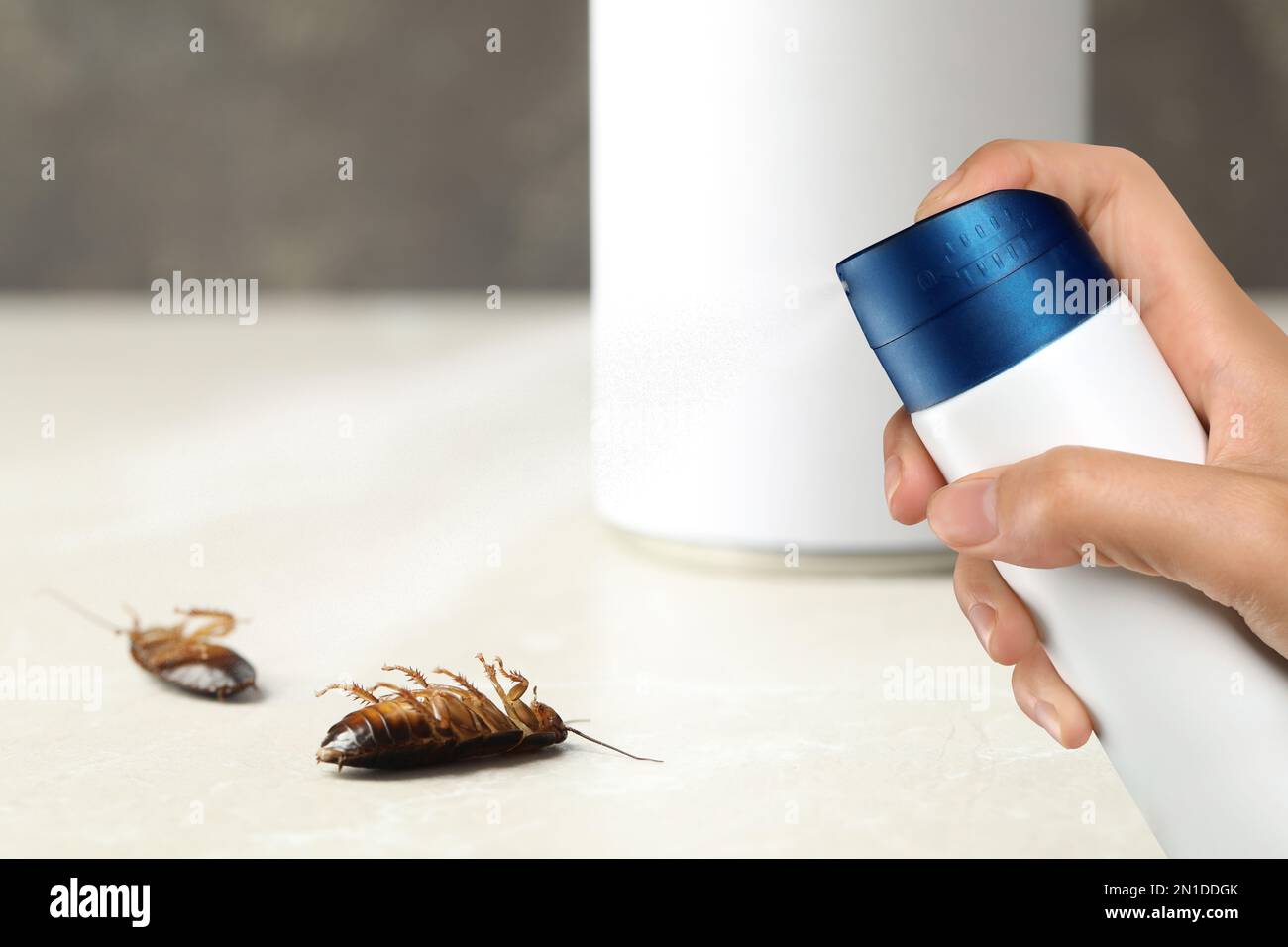 Pest control. Using household insecticide to kill cockroaches at home ...