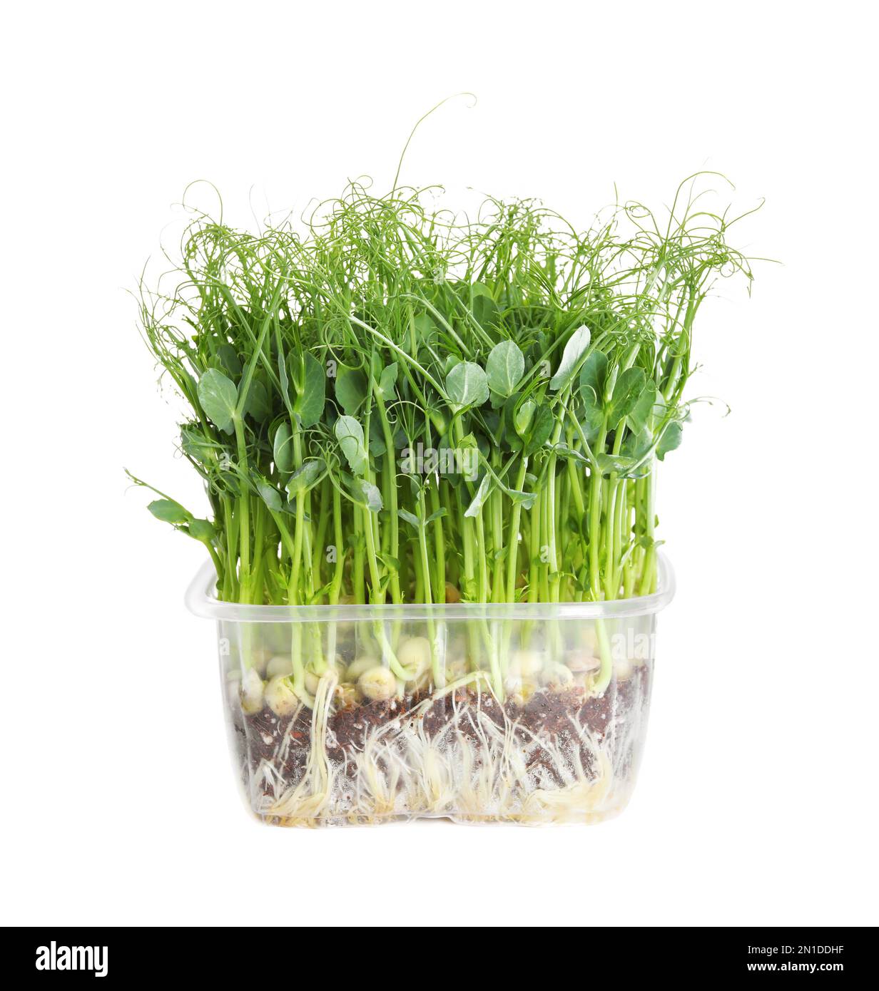 Fresh organic microgreens in plastic container on white background Stock Photo - Alamy