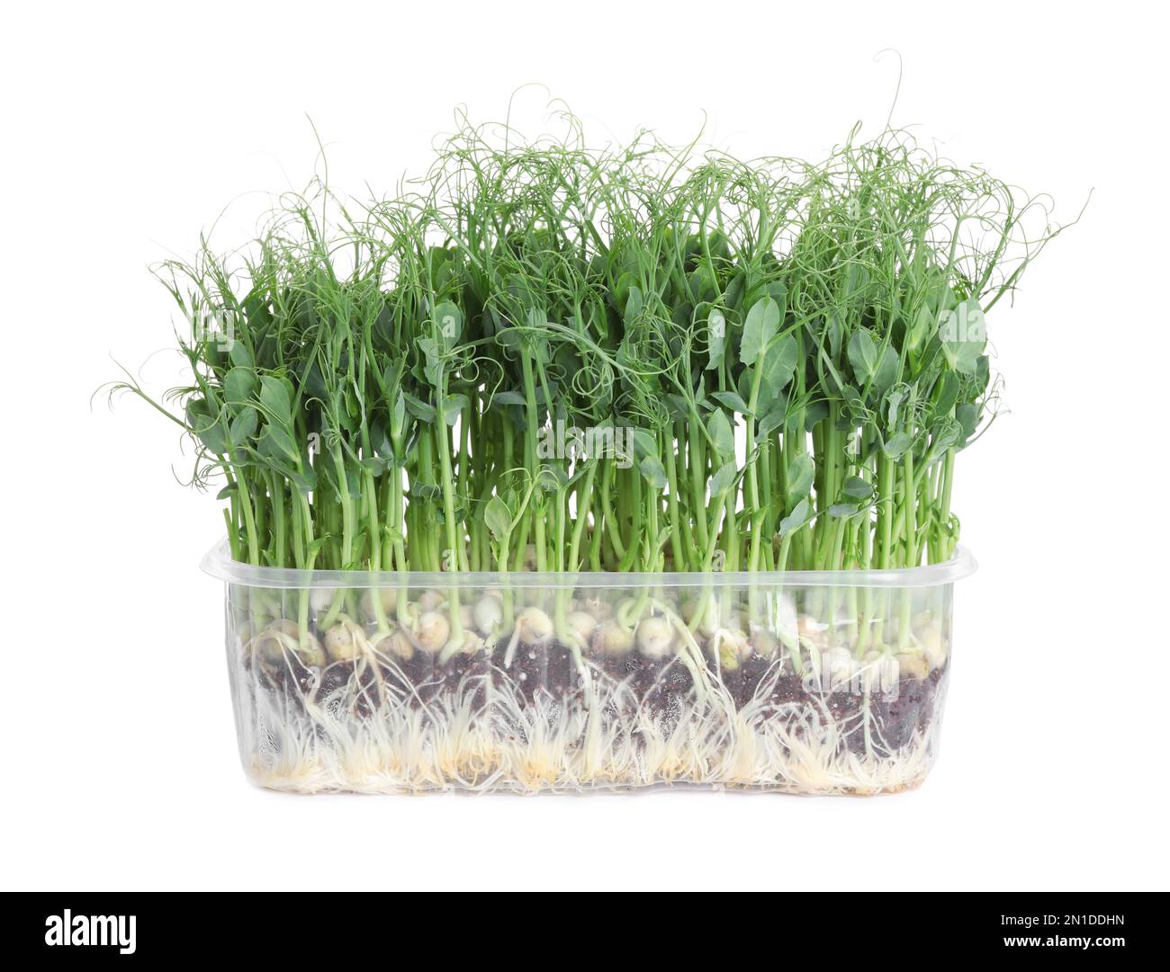 Fresh organic microgreens in plastic container on white background Stock Photo - Alamy