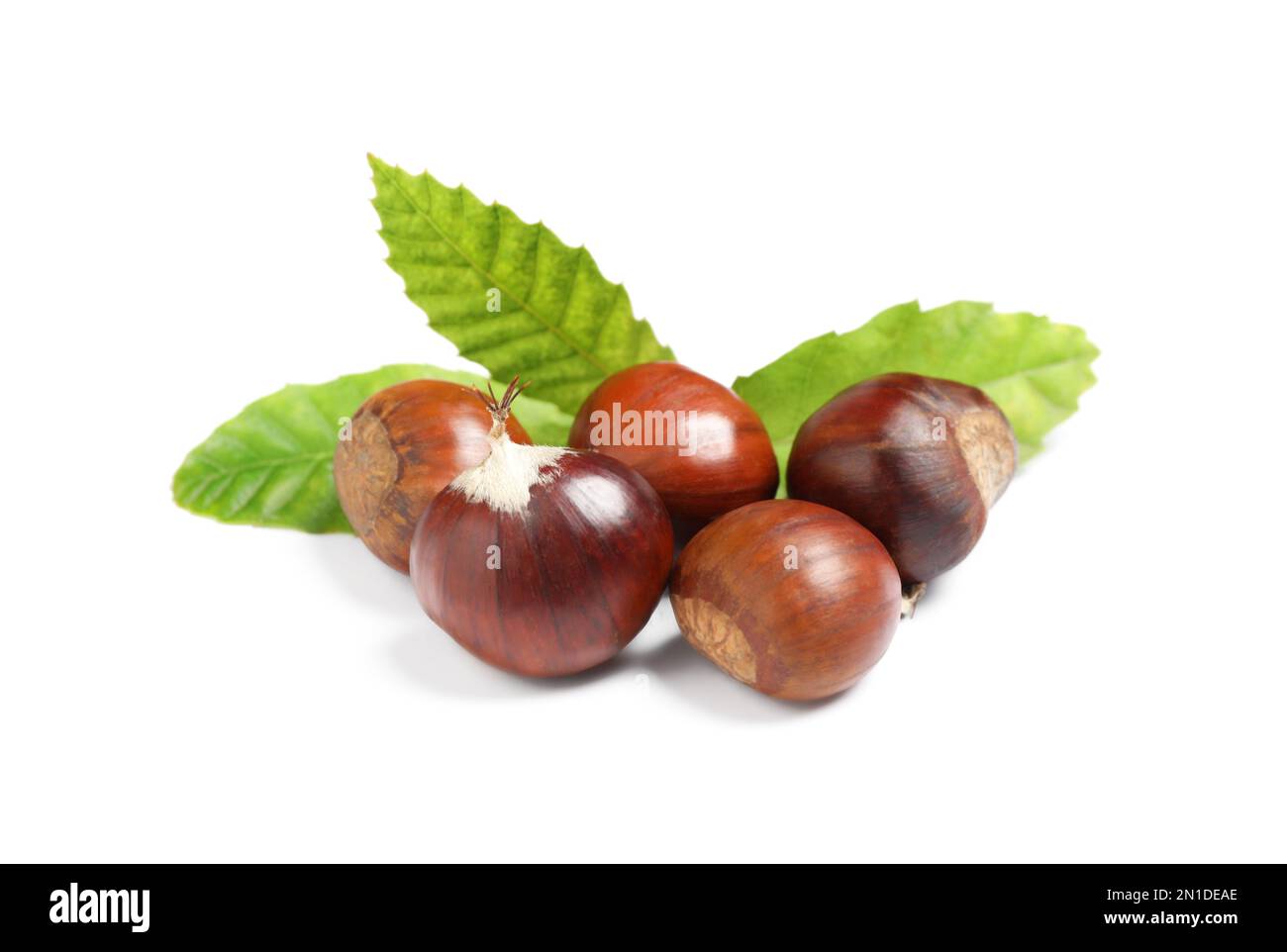 Fresh sweet edible chestnuts with green leaves on white background ...