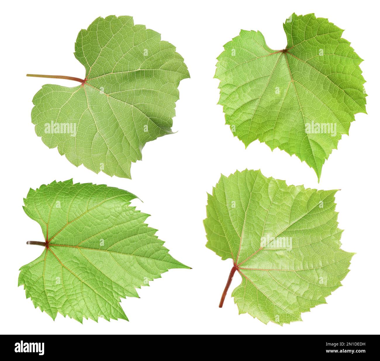 Set of green grape leaves on white background Stock Photo - Alamy