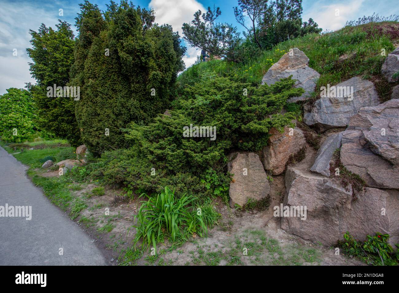 Rocks and creeping juniper and vertical juniper trees in Grivko ...