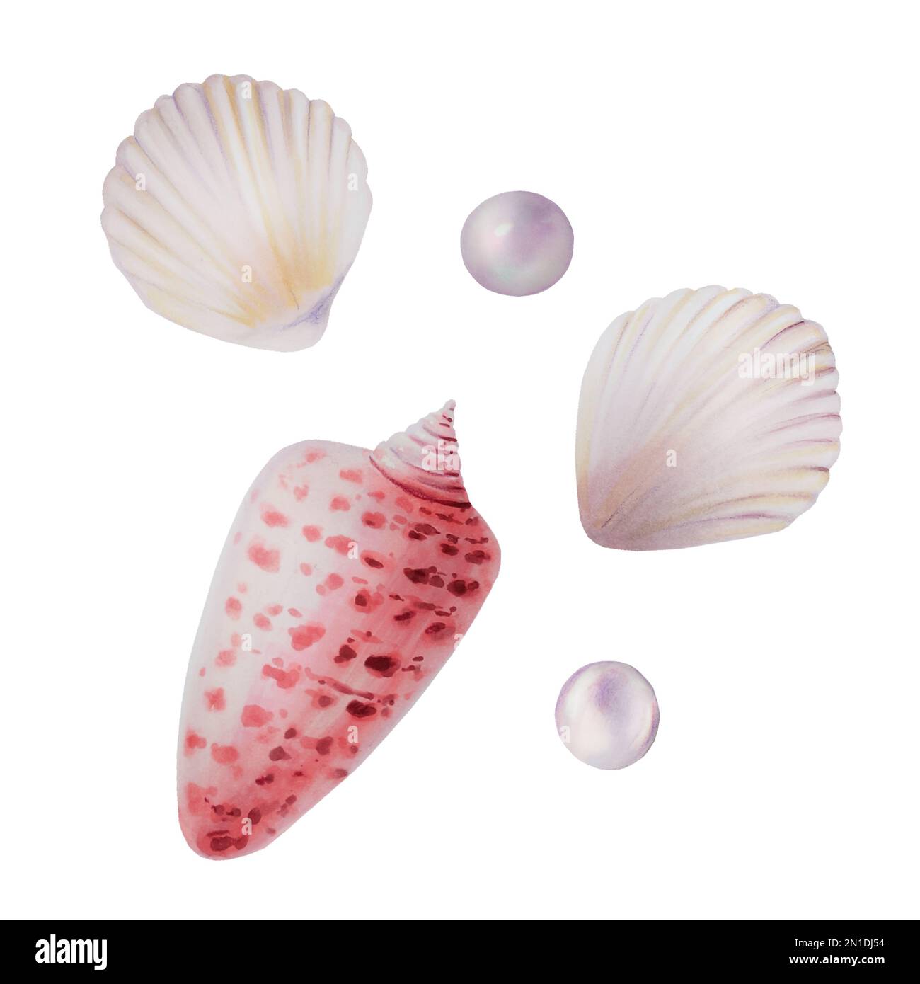 Watercolor shell with pearl. Hand painting clipart underwater life ...