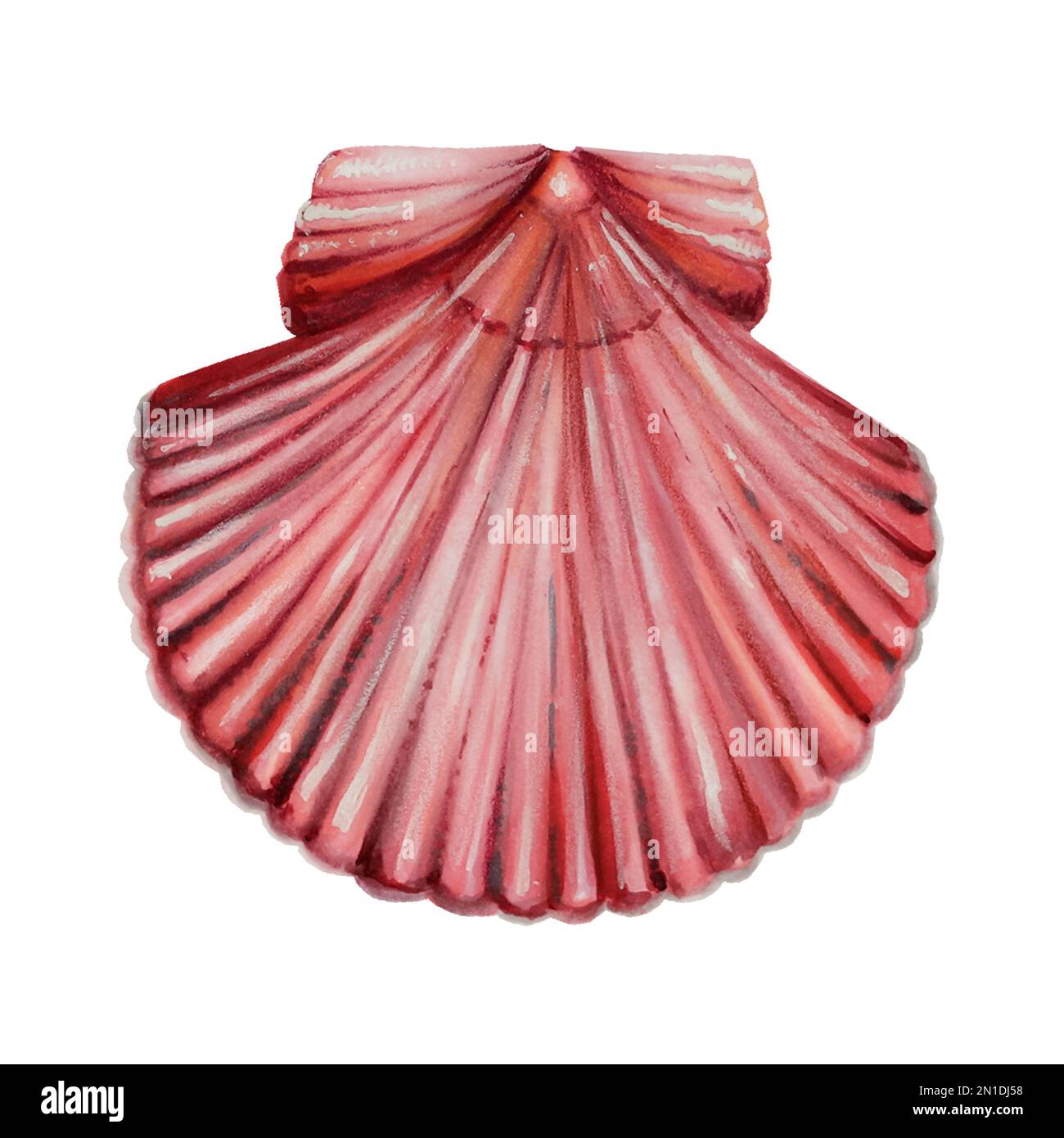 Watercolor shell. Hand painting clipart underwater life objects on a ...