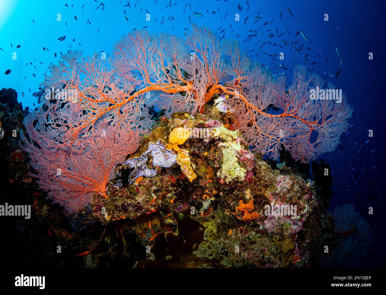 Gorgonian sea fan and reef fish, the Great Barrier Reef - the bucket ...