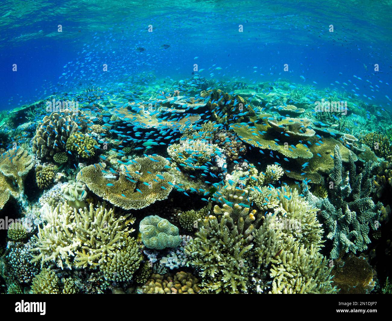 Cloud of green chromis damsel fish, high biodiversity, the Great ...