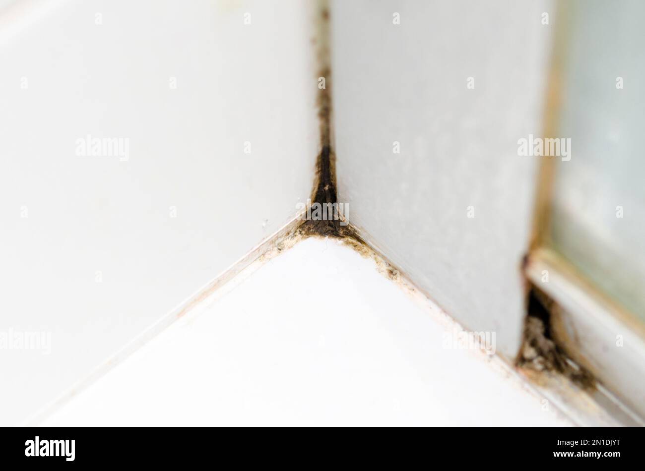 Black mold on white tiles in the shower. Fungus. Mold Stock Photo - Alamy