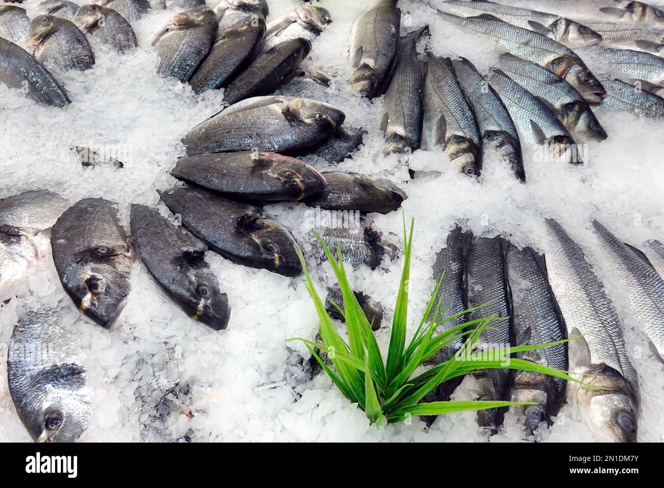Dorado fish hi-res stock photography and images - Alamy