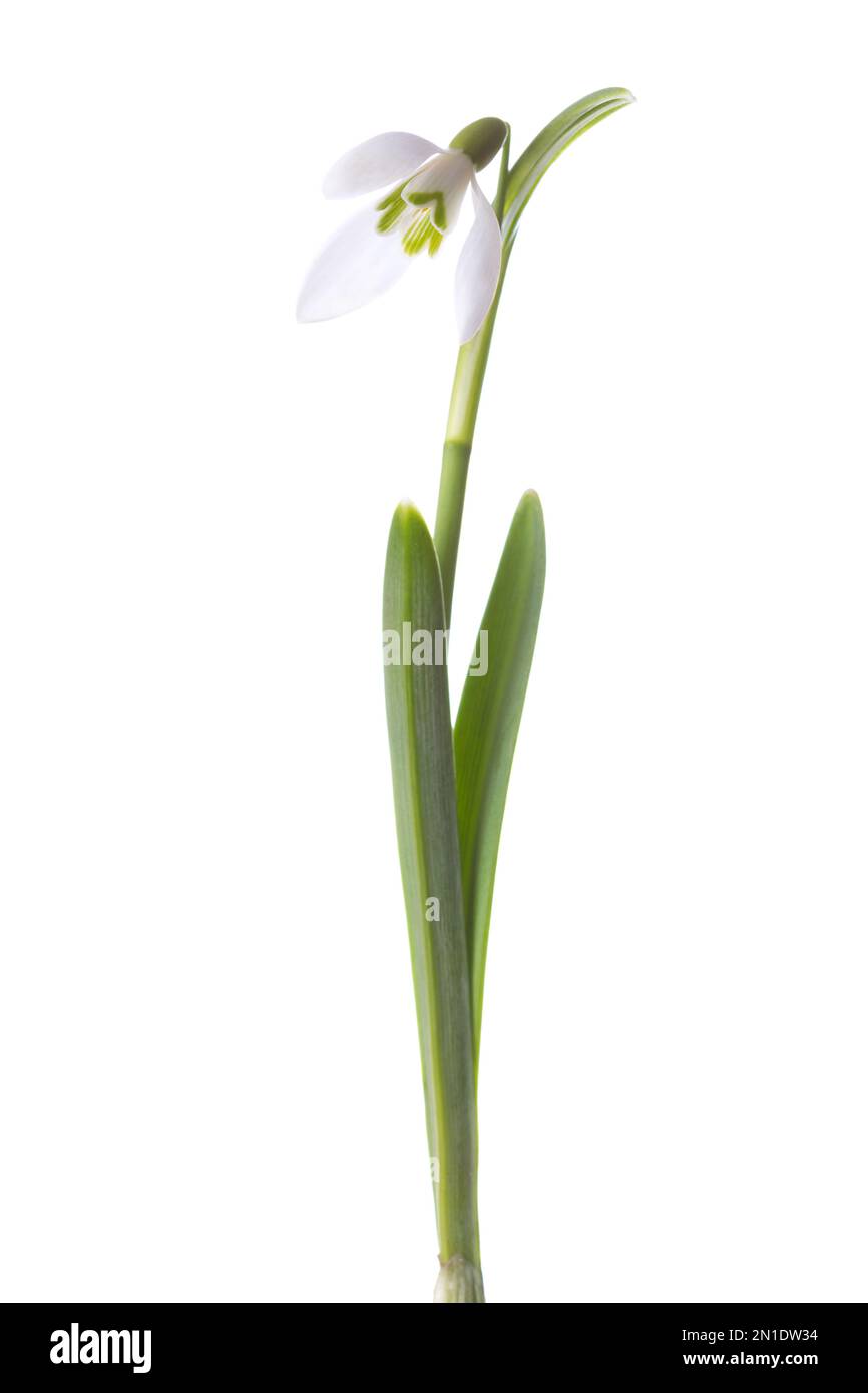 Snowdrop flower isolated on white background Stock Photo - Alamy
