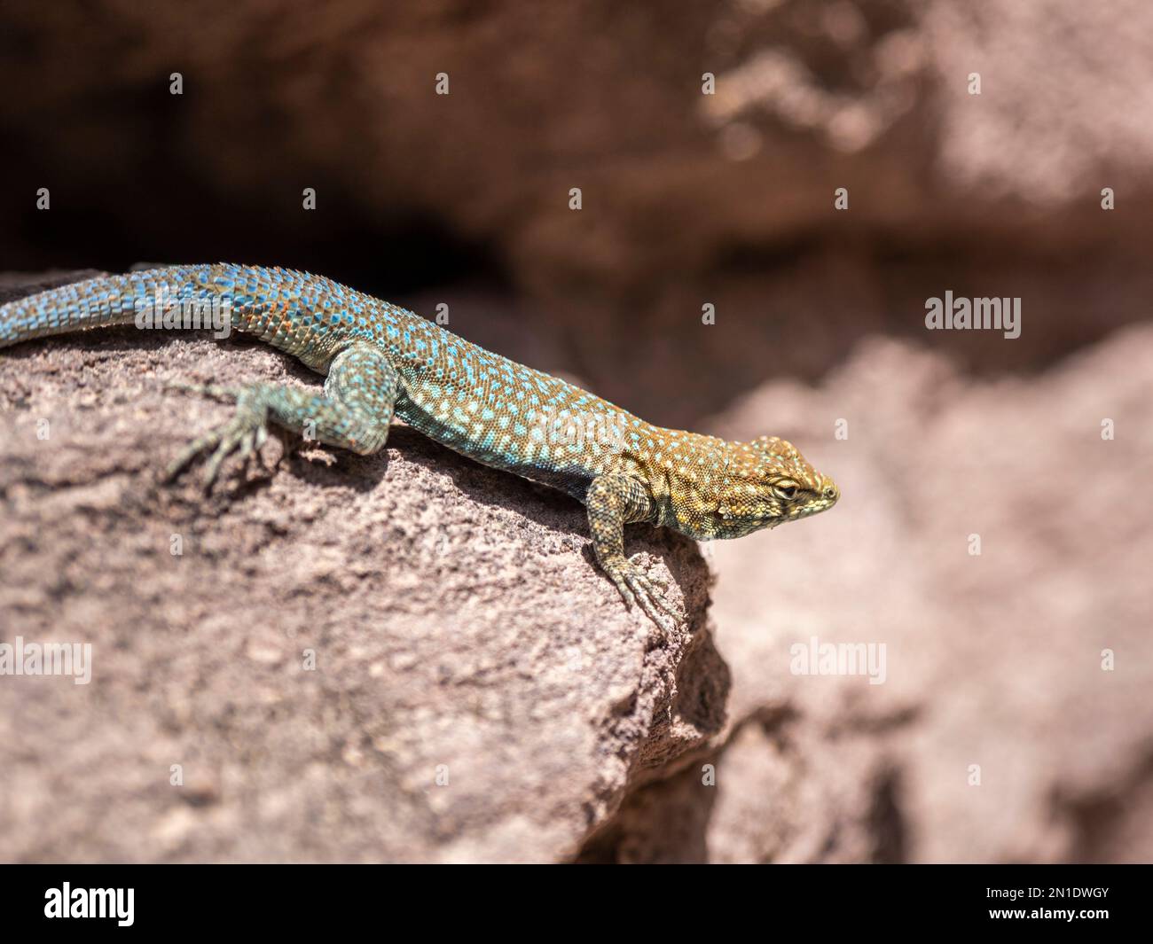 An adult common side-blotched lizard (Uta stansburiana), on the rocks ...