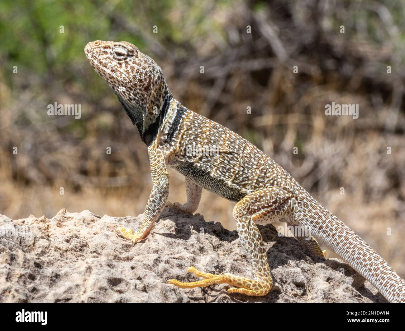 An adult desert collared lizard (Crotaphytus bicinctores), basking in ...