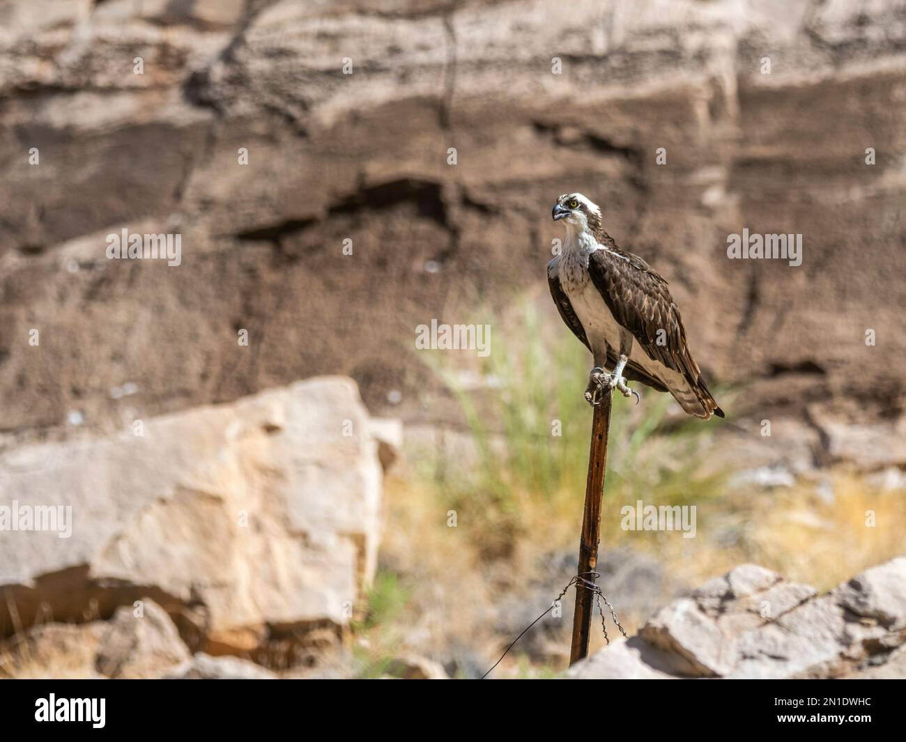 An adult osprey (Pandion haliaetus), perched on a fence post in Grand ...