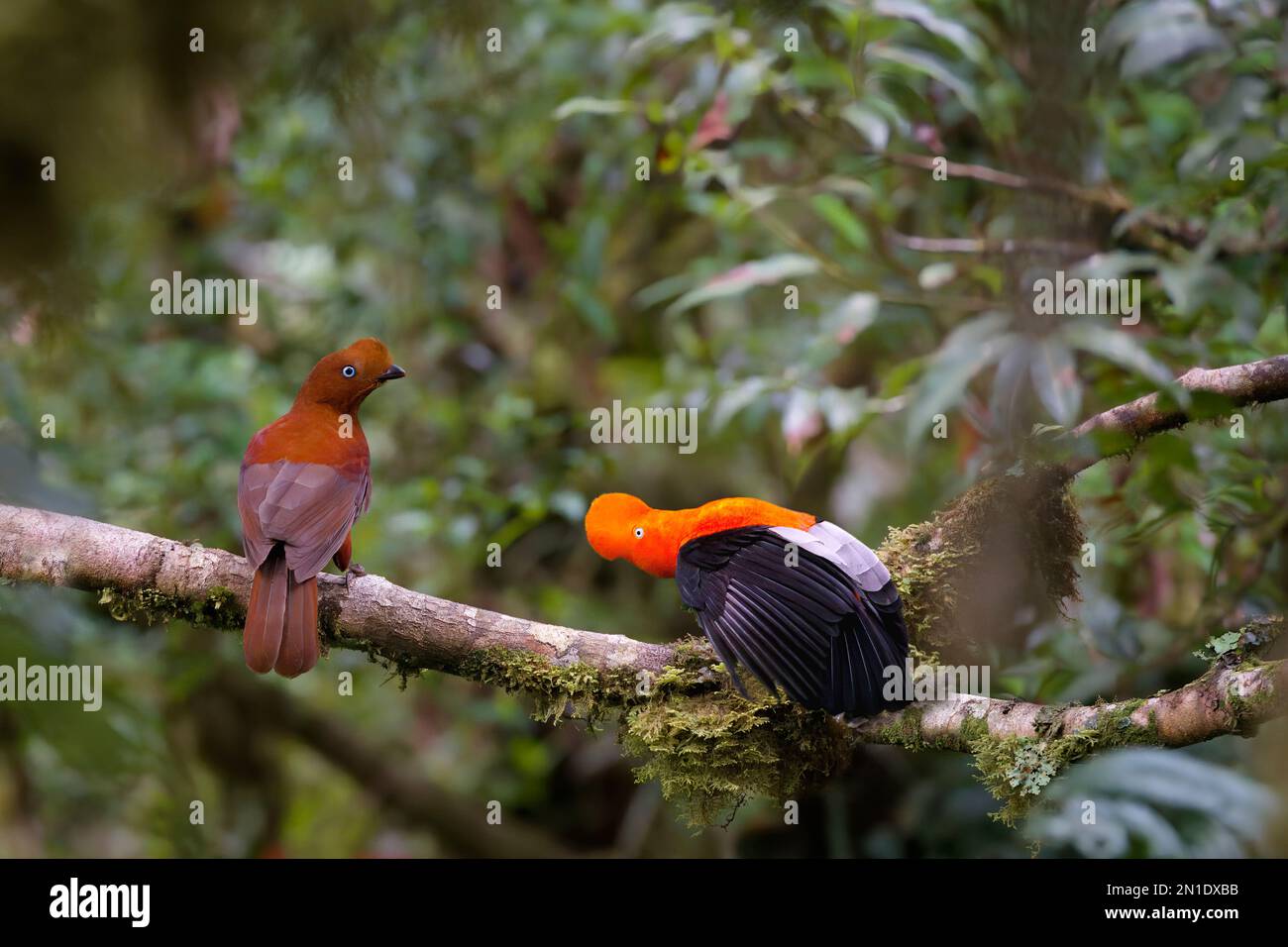 Couple Andean cock-of-the-rock (Rupicola peruviana), Manu National Park ...