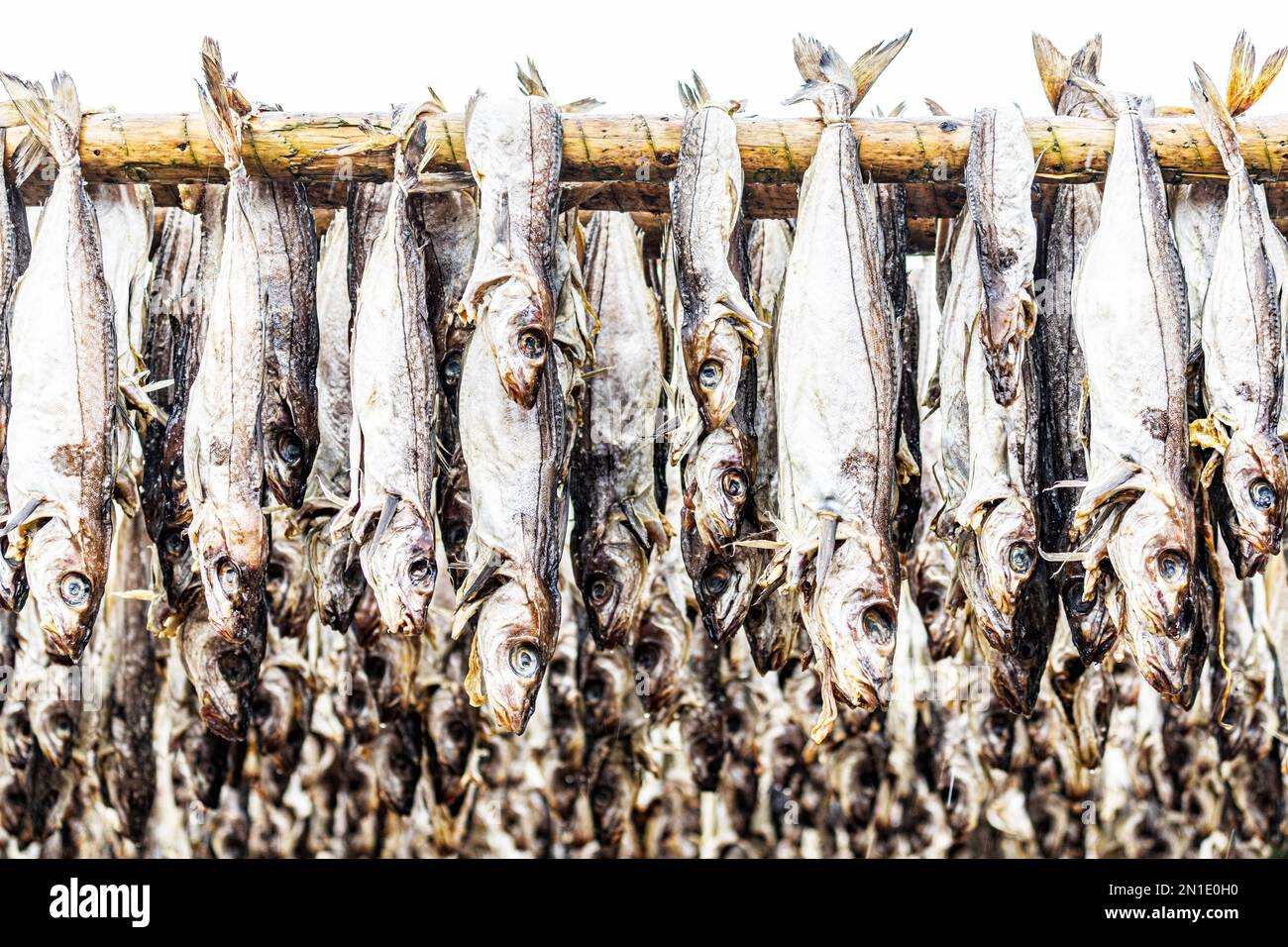 Pollock fish hanging hi-res stock photography and images - Alamy