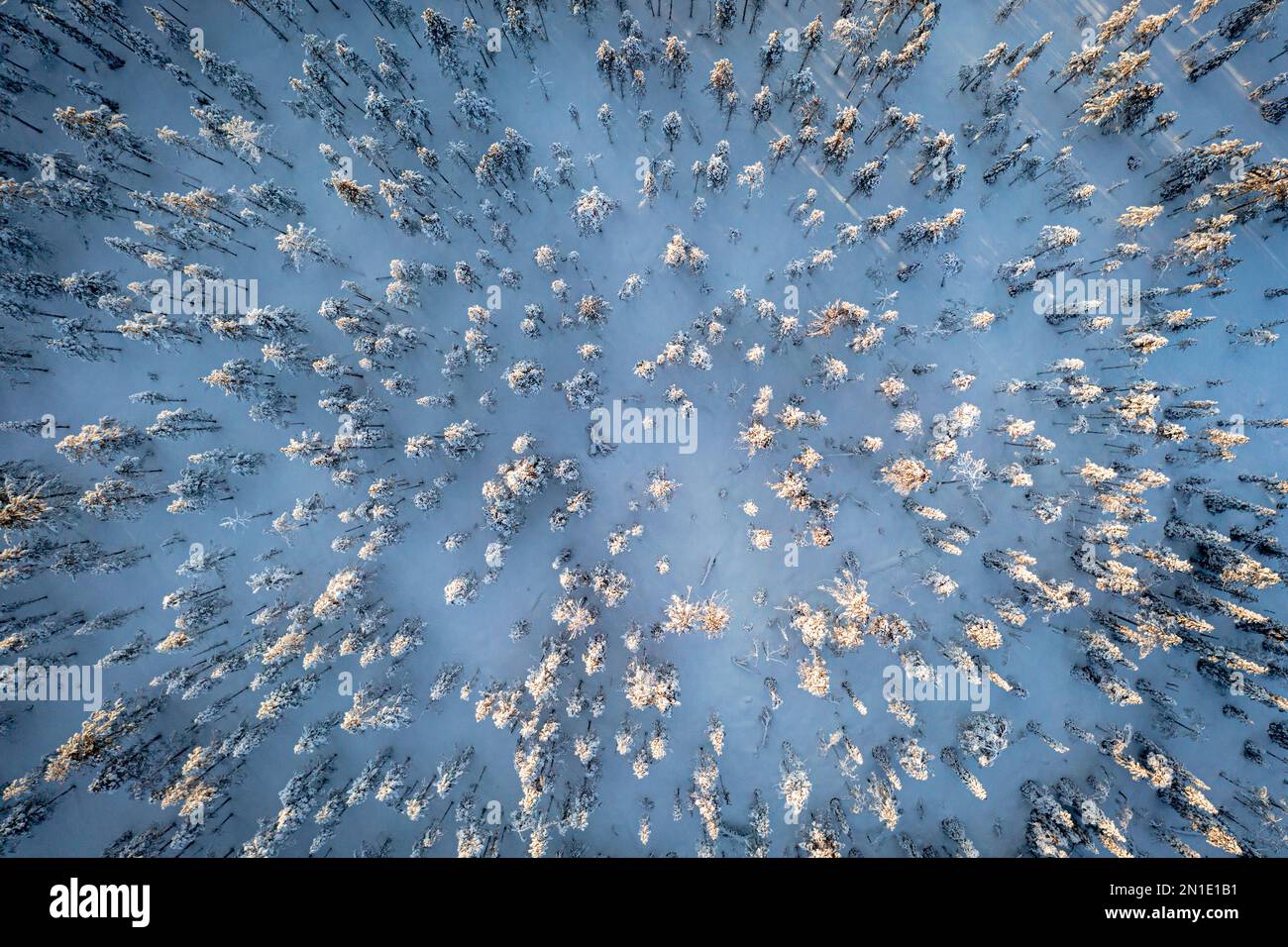Frozen trees in the snowy forest at dawn, overhead view, Kangos ...