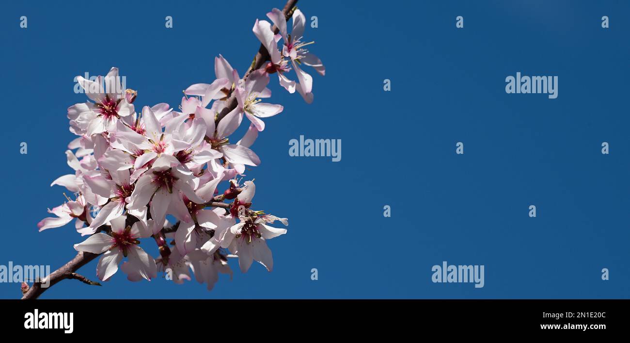 White almond flowers and buds on branch, flowering trees as symbol of ...