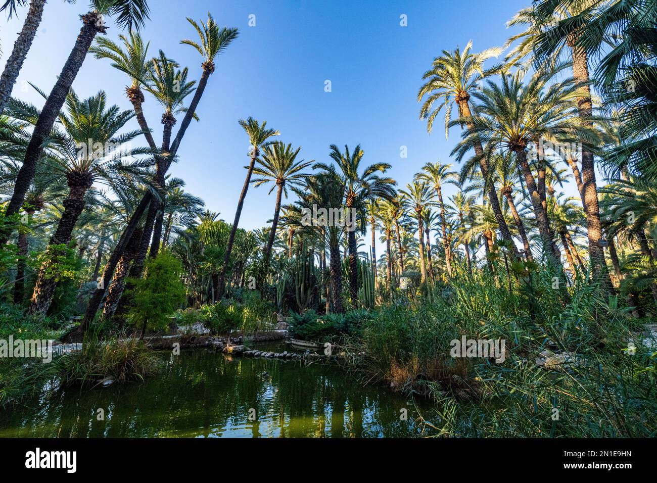 Valencia palm trees hi-res stock photography and images - Alamy