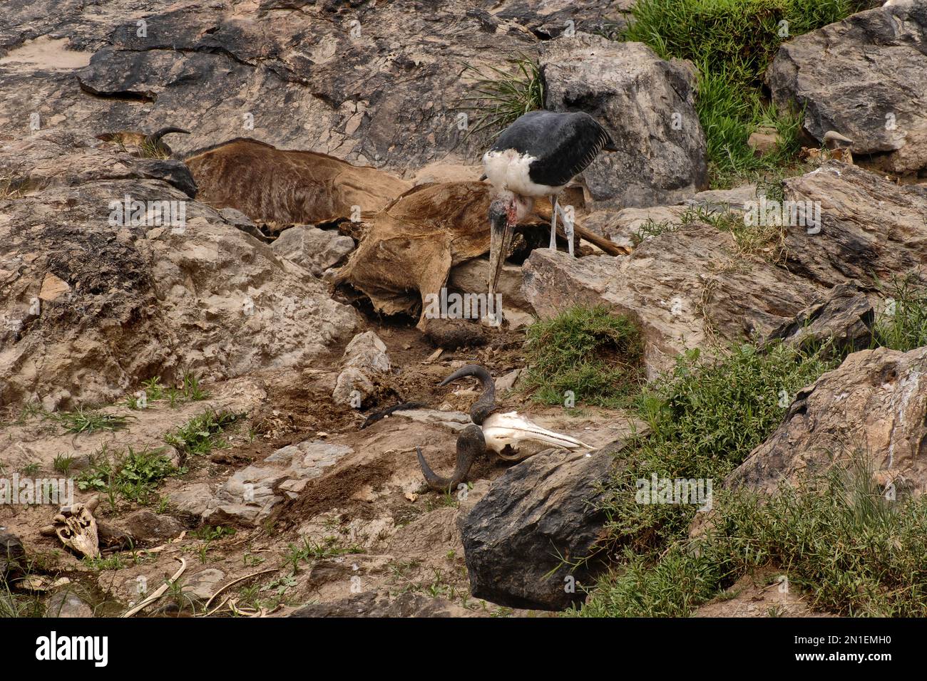 Maribou stork pecking at the remains of a dead wildebeest Stock Photo ...