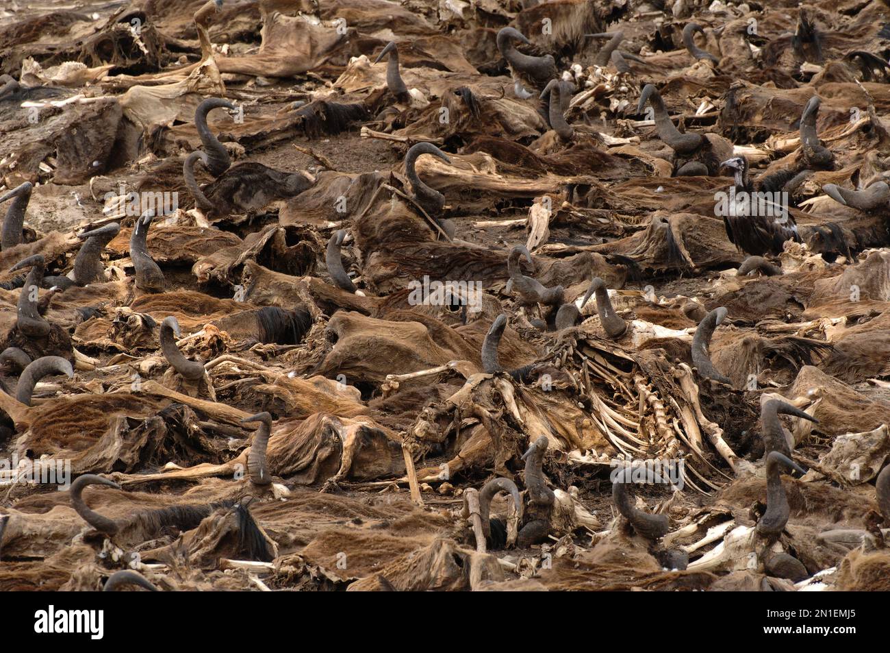 group of dead wildebeest Stock Photo - Alamy