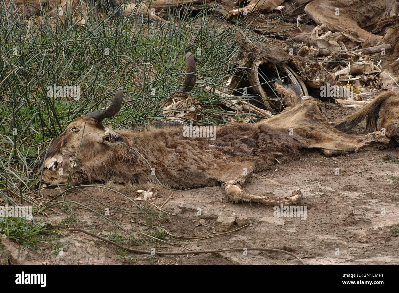 remains of a dead wildebeest Stock Photo - Alamy