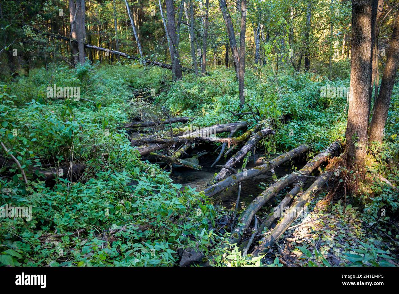 Littered forest hi-res stock photography and images - Alamy