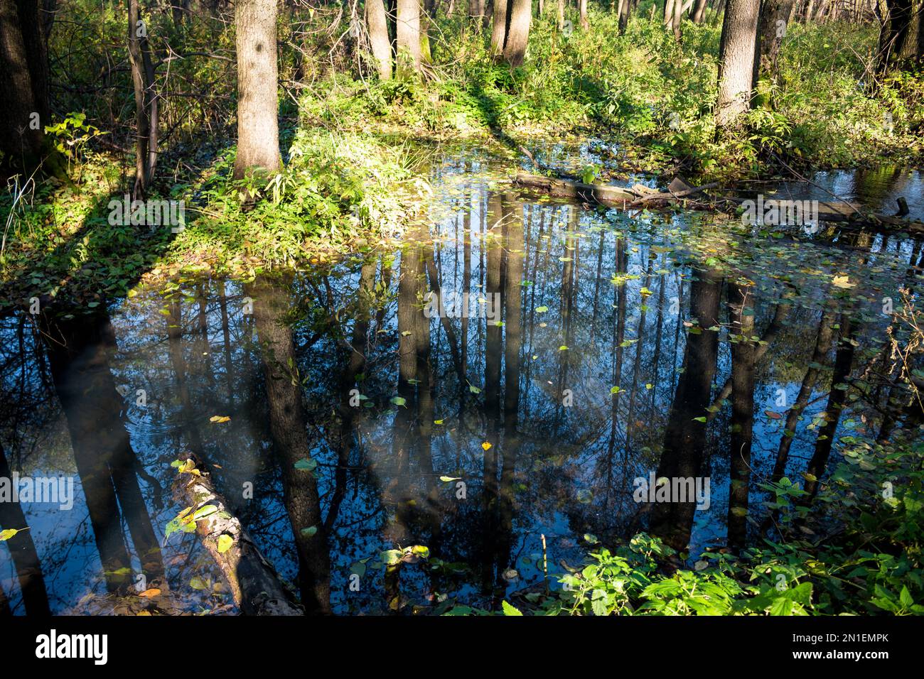 Water in a forest reservoir reflecting the sky and trees background Stock Photo - Alamy