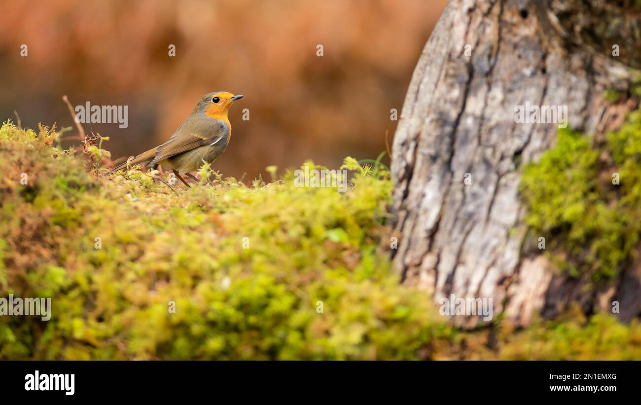 European robin (Erithacus rubecula), Scotland, United Kingdom, Europe ...