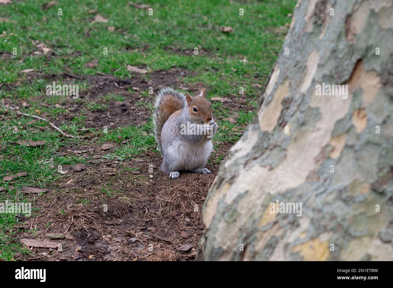 A closeup view of a cute squirrel eating a nut next to the tree bark ...