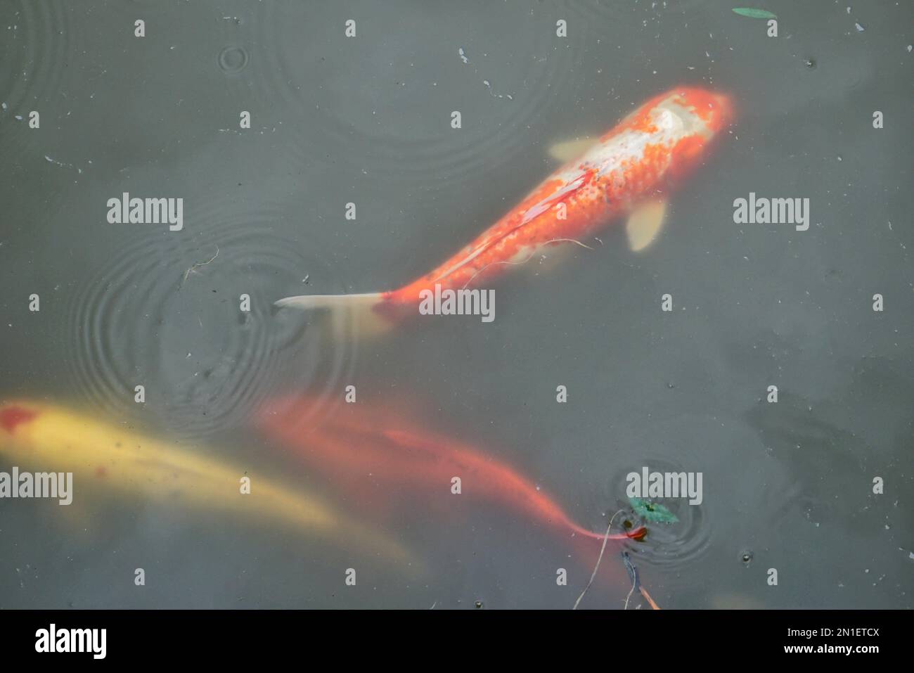 Koi fish wild hi-res stock photography and images - Alamy