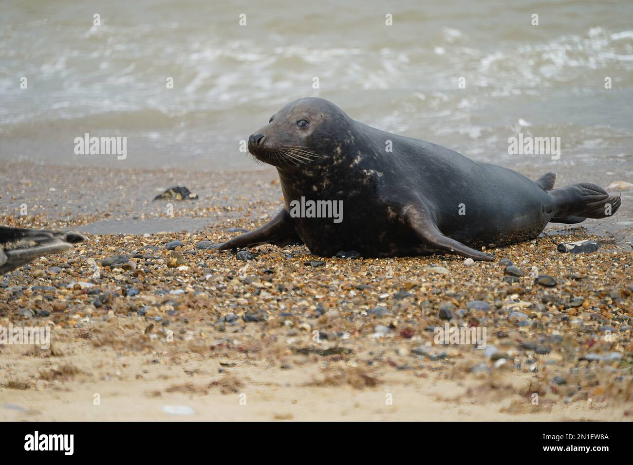 Common or harbour seal Stock Photo - Alamy