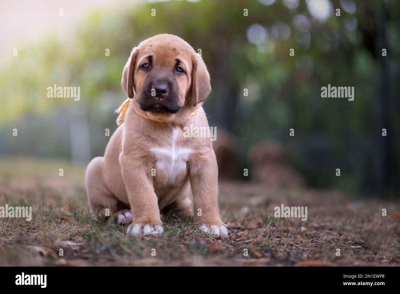 Broholmer breed puppy sitting hi-res stock photography and images - Alamy